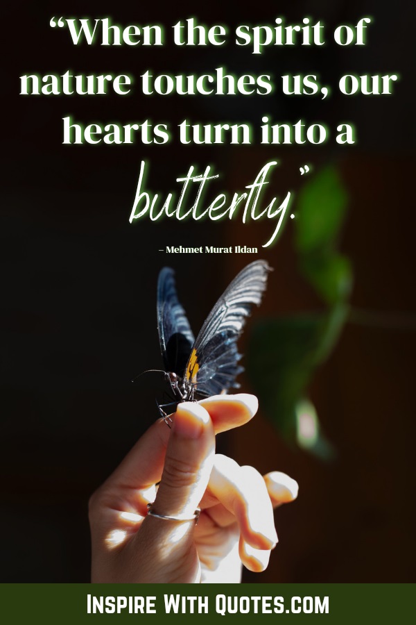 101 Inspiring Butterfly Quotes About Change And Transformation 101 Inspiring Butterfly Quotes About Change And Transformation